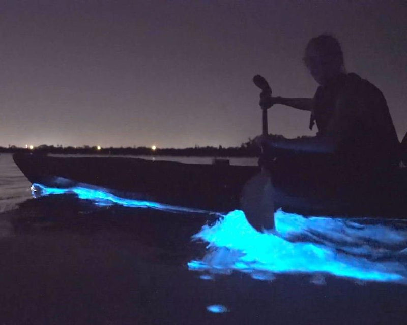 Bioluminescence Kayak Tour - Port Gamble, Washington - Olympic Outdoor ...